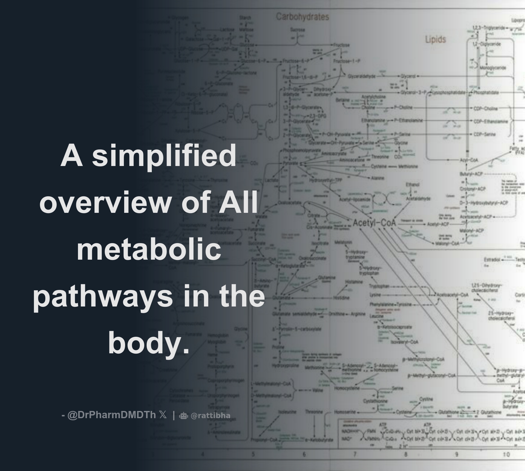 A simplified overview of All metabolic pathways in the body. - Download ...