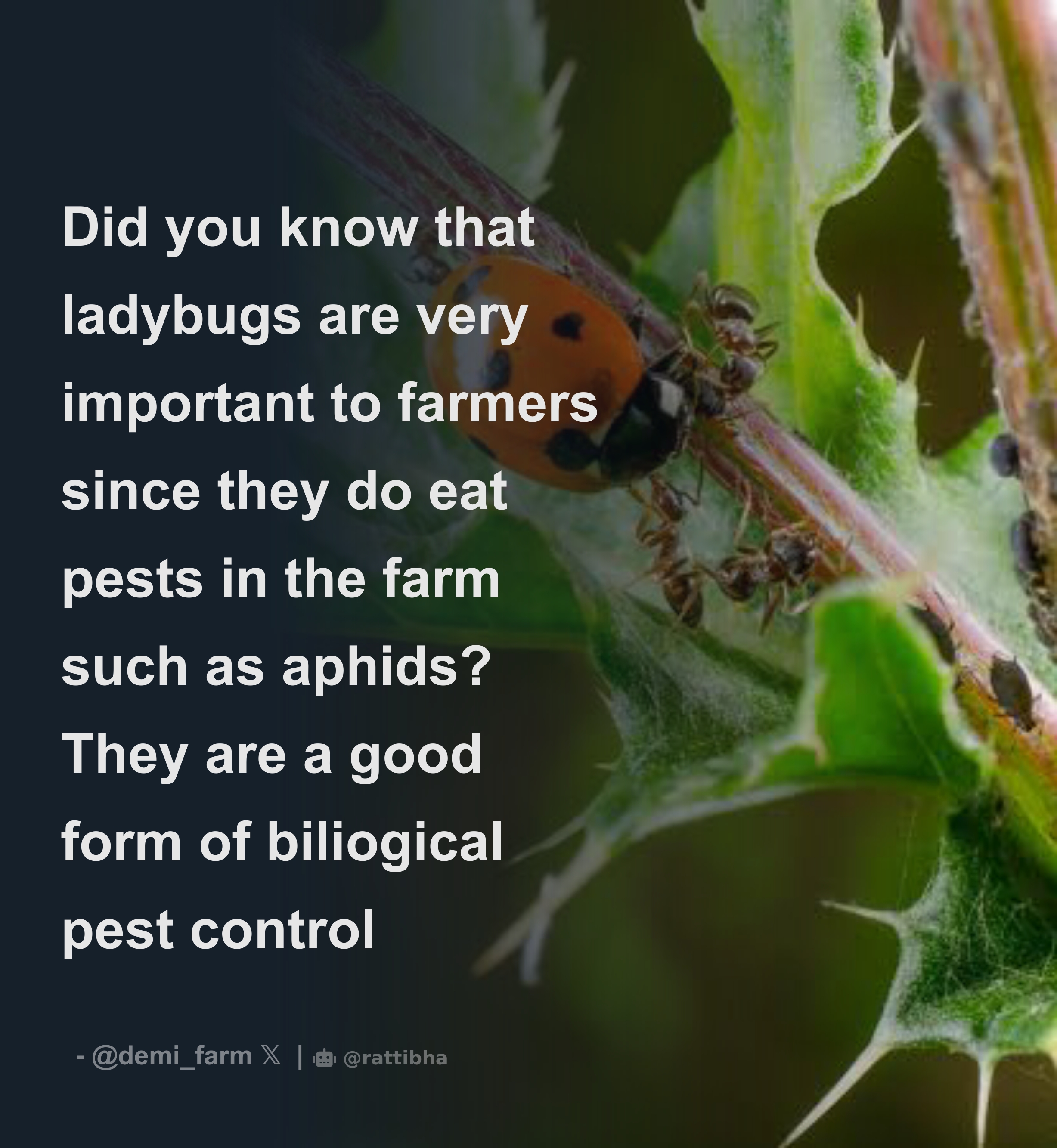 Did you know that ladybugs are very important to farmers since they do ...